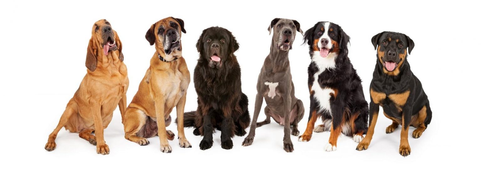 Große Hunde – Top 15 der großen Hunderassen