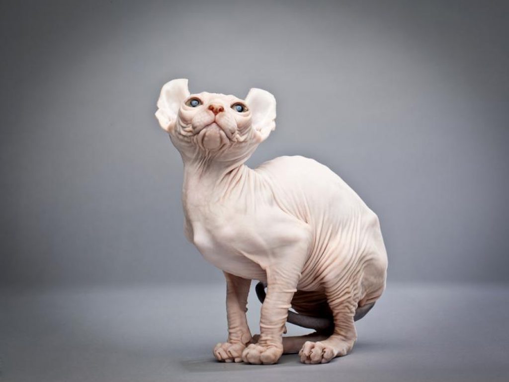 Die Sphynx-Katze: Haltung & Pflege - BerufungTier.de -Tierblog
