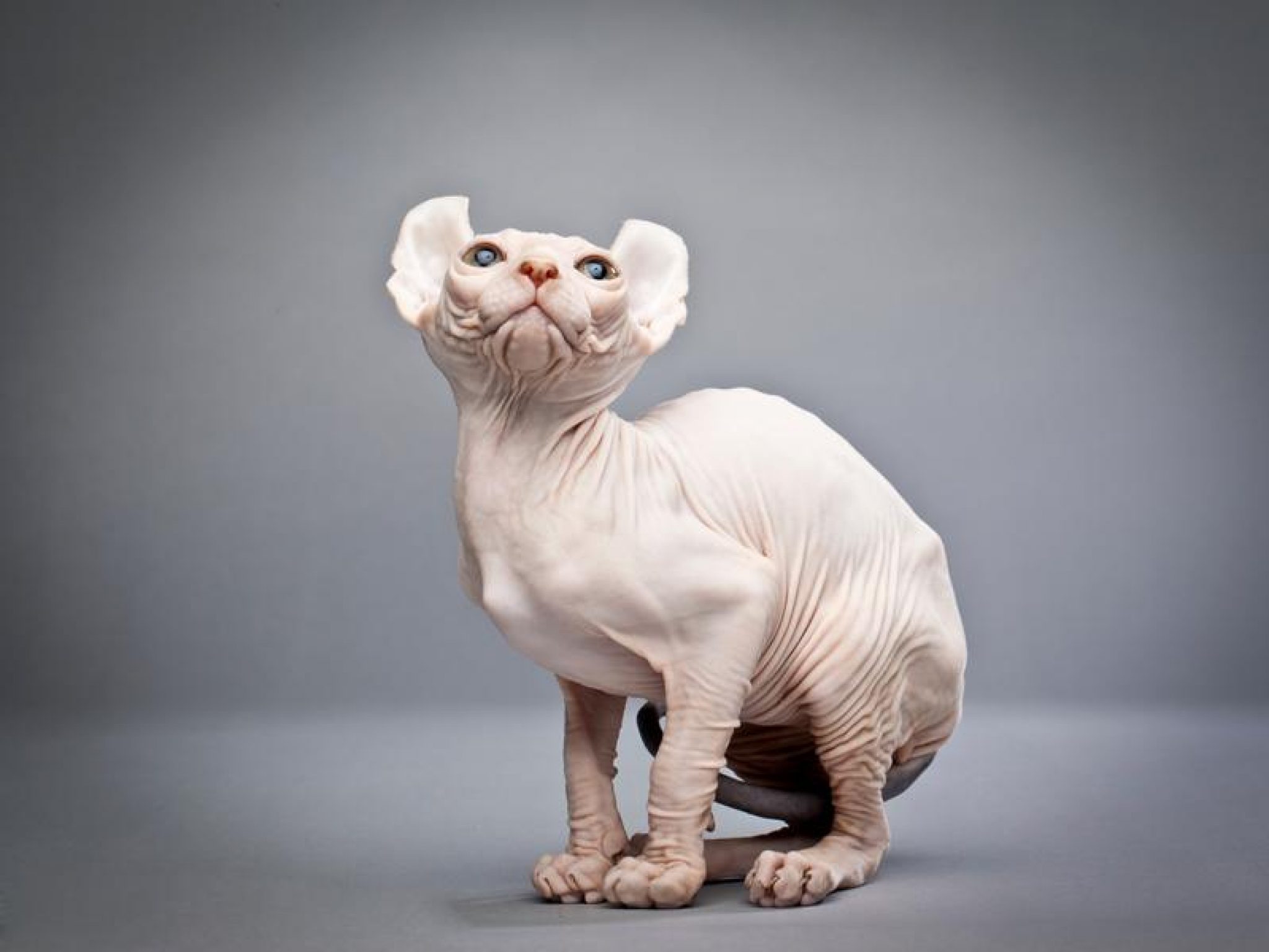 Die Sphynx-Katze: Haltung & Pflege - BerufungTier.de -Tierblog