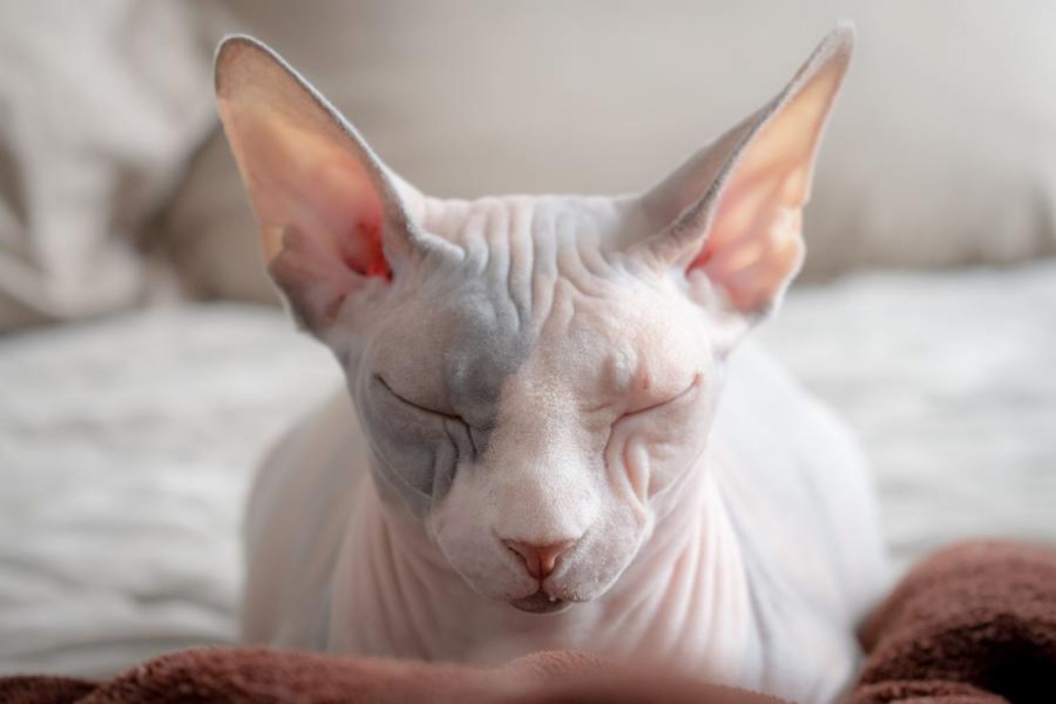 Katzen ohne Haare – 6 Nacktkatzen im Überblick