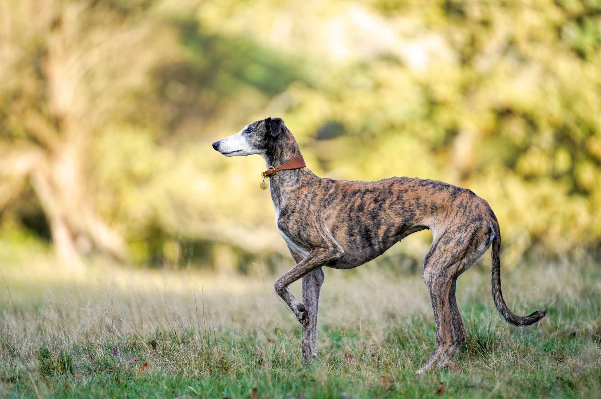 Galgo Español – der leistungsstarke Jäger - BerufungTier.de -Tierblog