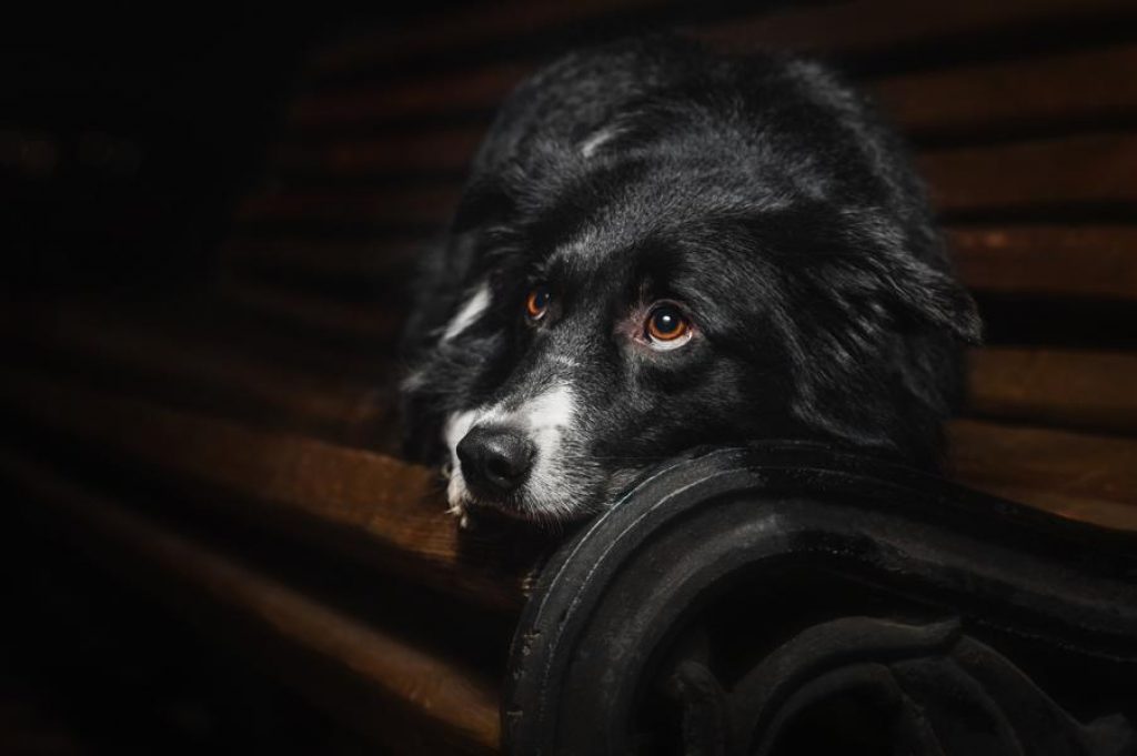 Warum wacht mein Hund mitten in der Nacht auf? 5 mögliche Gründe ...